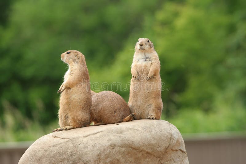 Prairie Dogs On Rock Picture. Image: 5506953