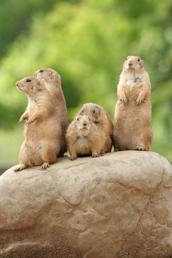 Prairie dogs on rock stock image. Image of rodent, brown - 5507029