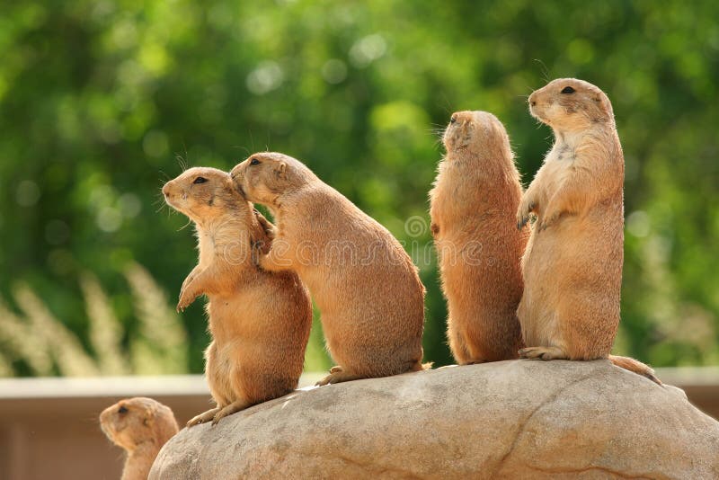 Prairie dogs on rock stock image. Image of rodent, brown - 5507029