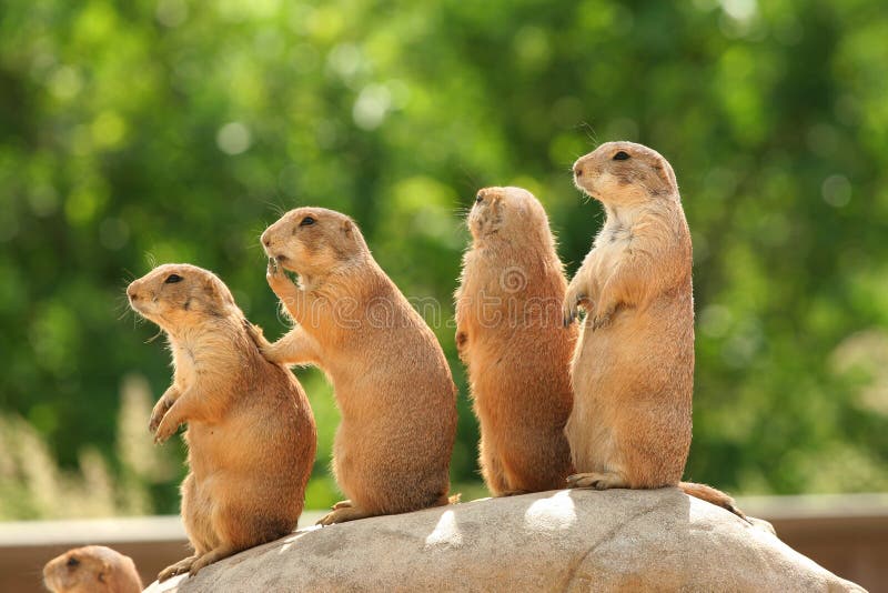 Prairie dogs on rock stock image. Image of rodent, brown - 5507029