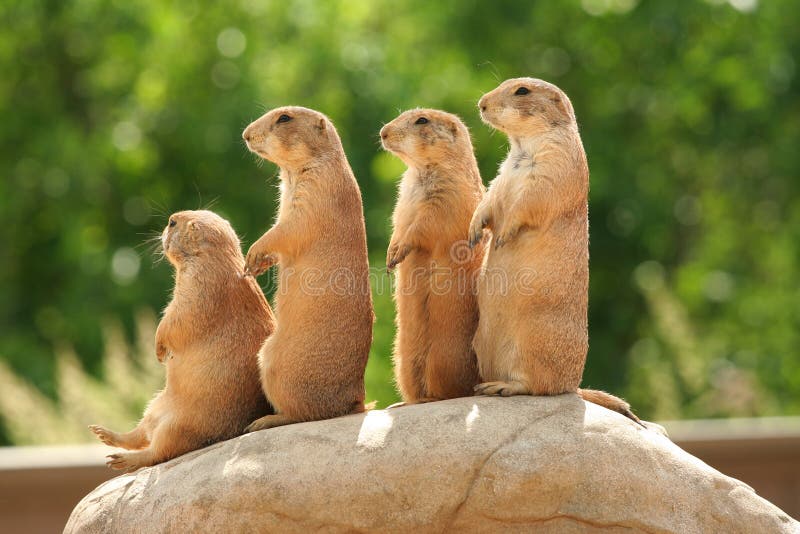 Prairie dogs on rock stock photo. Image of expression - 5507296