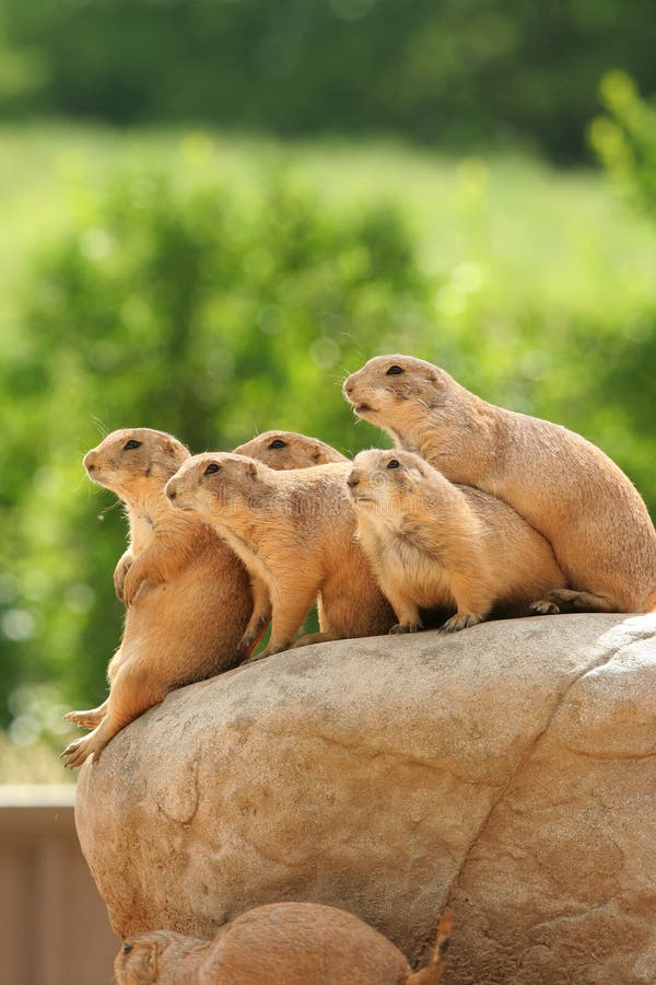 Prairie dogs on rock stock image. Image of rodent, brown - 5507029