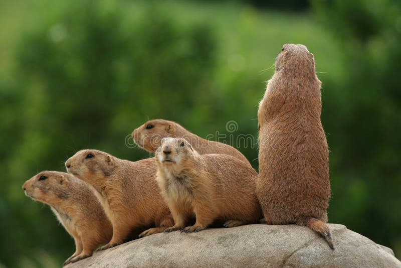 Prairie Dogs On Rock Picture. Image: 5507035