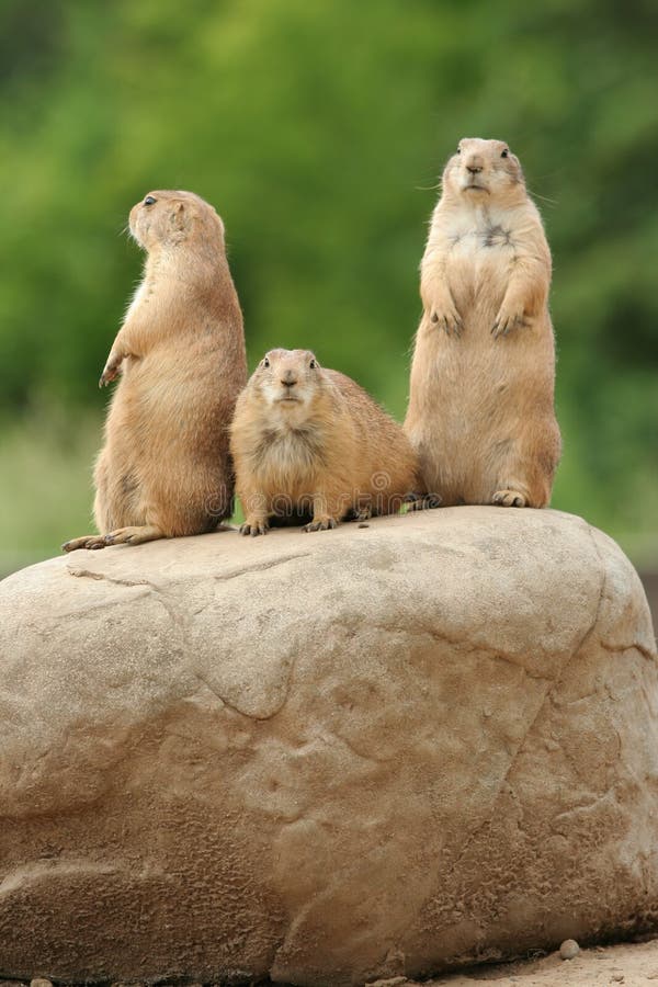 Prairie dogs on rock stock image. Image of rodent, brown - 5507029