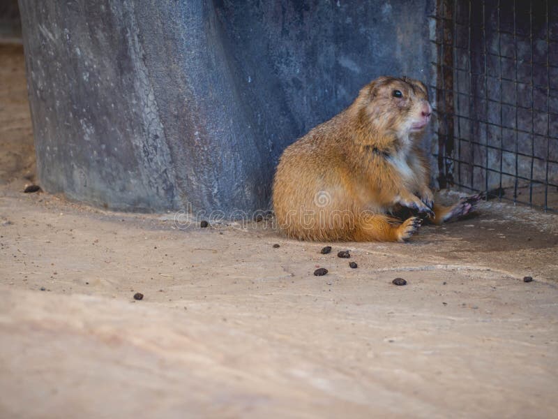 Prairie Dogs with Rocks and Sand Stock Photo - Image of breathing ...