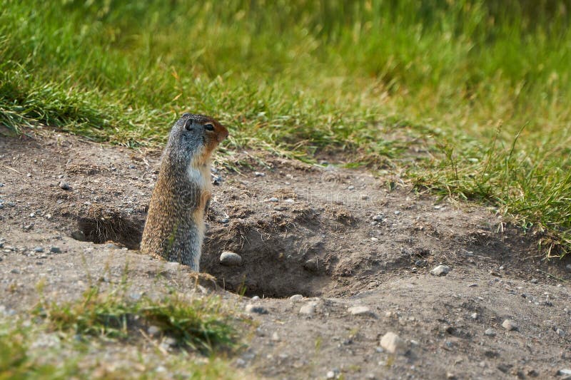 Prairie Dogs in Their Native Environment in the Meadows in the ...