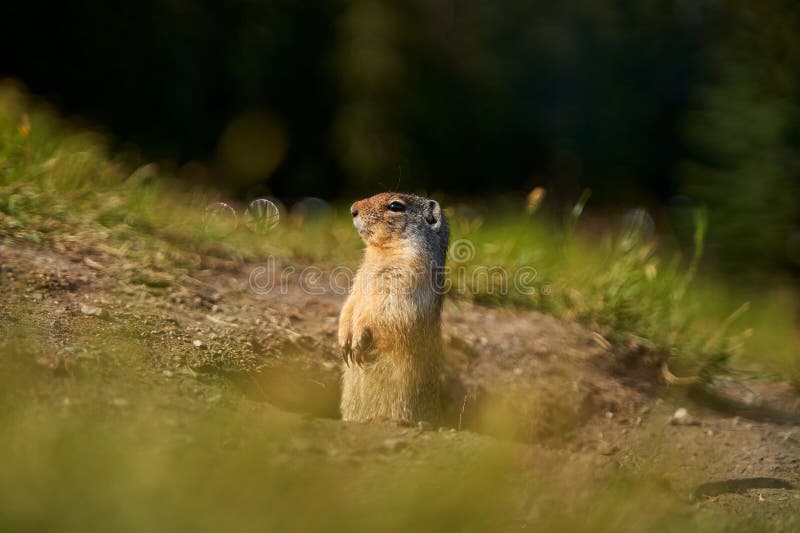 Prairie Dogs Their Native Environment Meadows Mountains Near Den Stock ...
