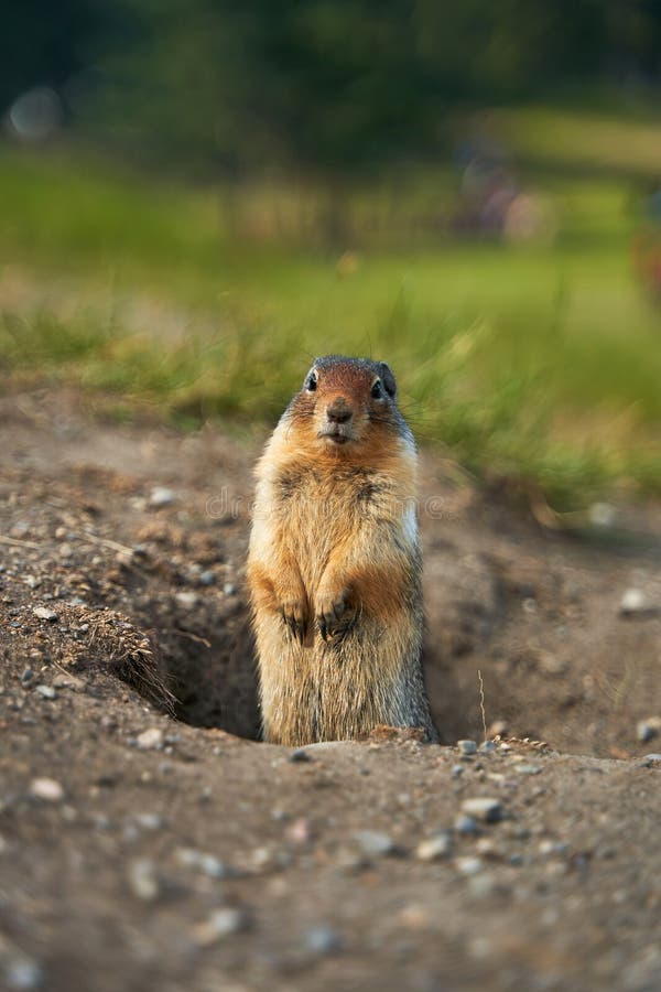 Prairie Dogs in Their Native Environment in the Meadows in the ...