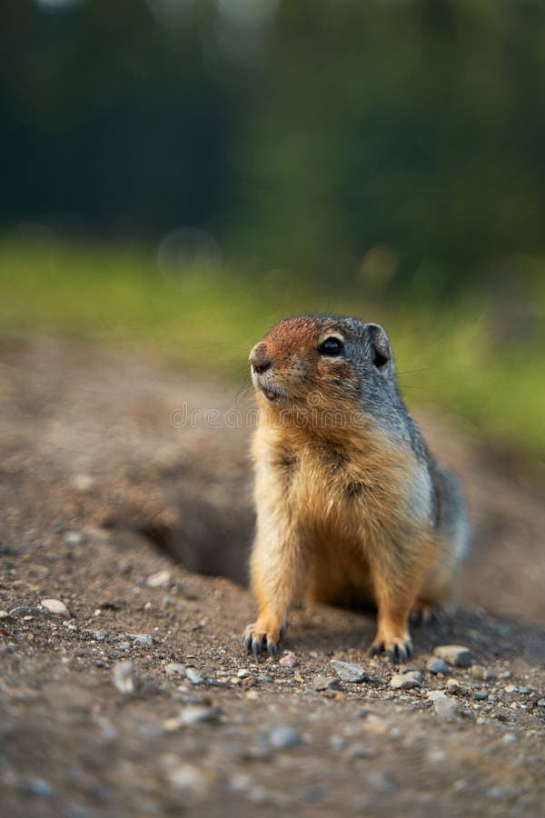 Prairie Dogs in Their Native Environment in the Meadows in the ...