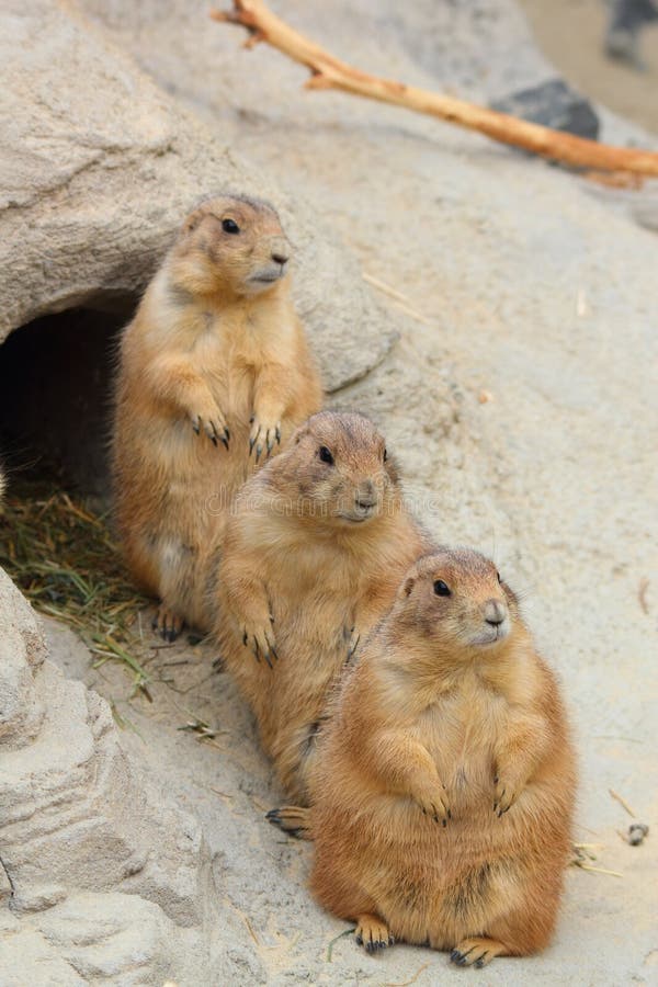 Prairie dogs stock photo. Image of standing, prairie - 32694944