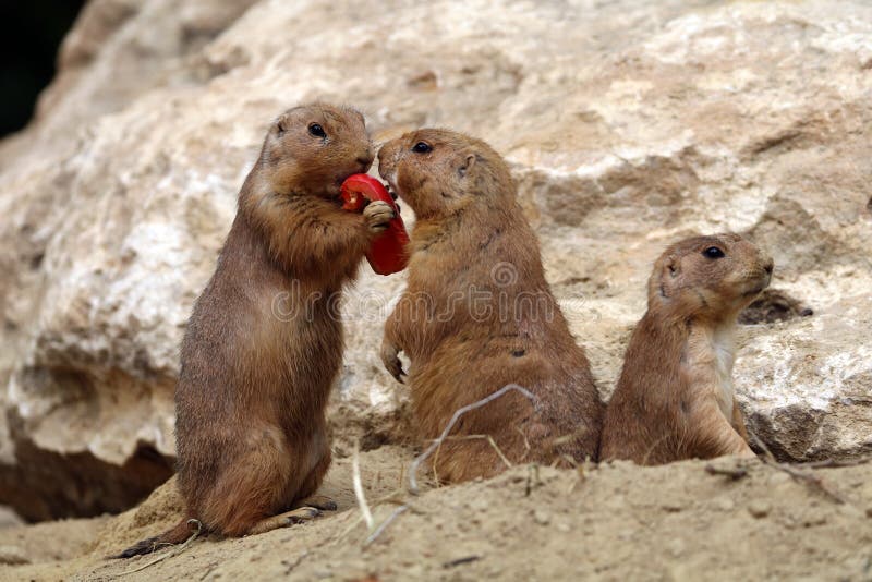 Three Prairie Dogs Communicate. Stock Photo - Image of rodents, dirt ...