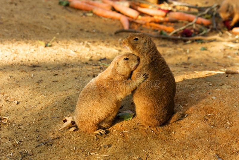 Black-tailed prairie dog stock image. Image of animals - 59312327