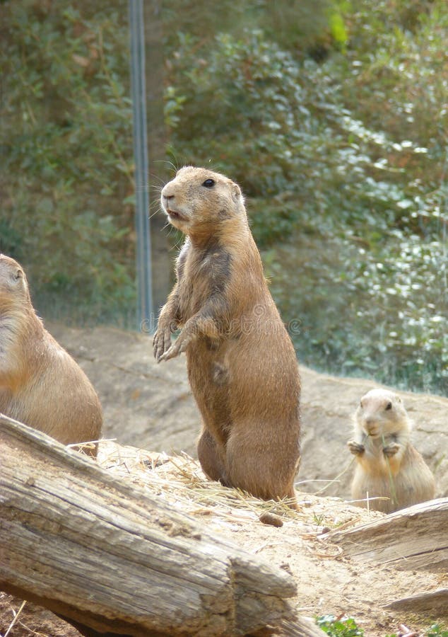 Prairie dogs in the zoo stock photo. Image of nature - 92982224