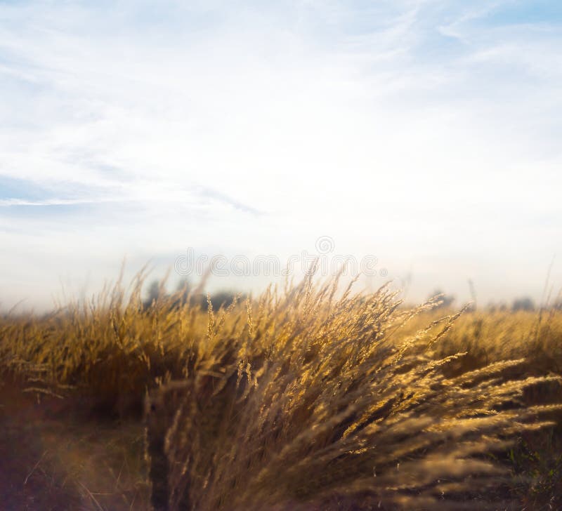 Prairie with Dry Grass at the Hot Summer Day Stock Photo - Image of ...