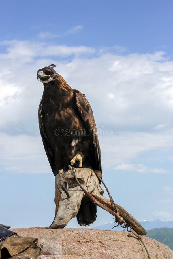 Prairie Eagle stock image. Image of tourism, close, eagle - 73121563