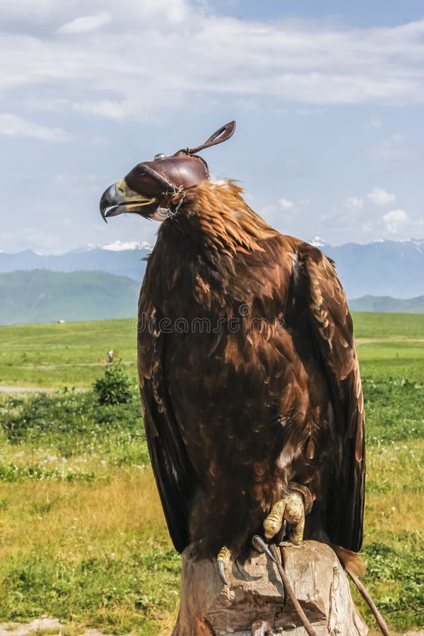 Prairie Eagle stock photo. Image of ferocious, close - 73121586