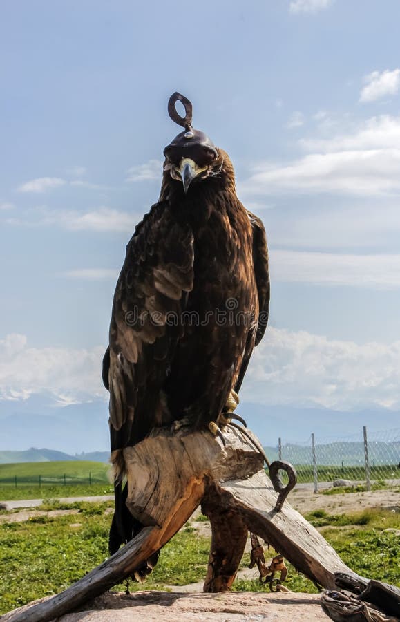Prairie Eagle stock photo. Image of ferocious, close - 73121586