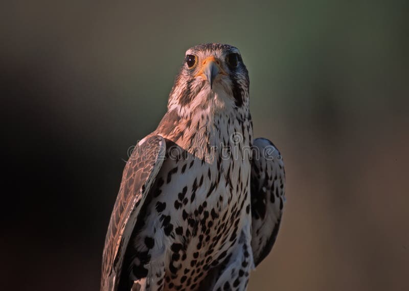 Prairie falcon stock photo. Image of animal, prey, bird - 14951622