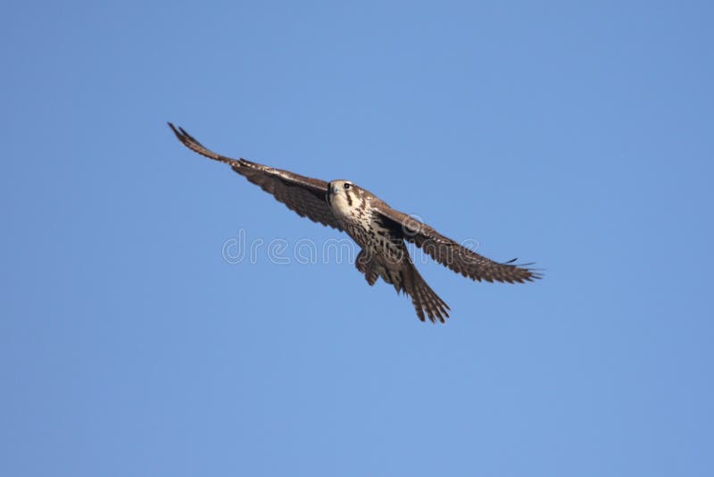 Prairie Falcon (Falco Mexicanus) Stock Photo - Image of hawk, wild ...