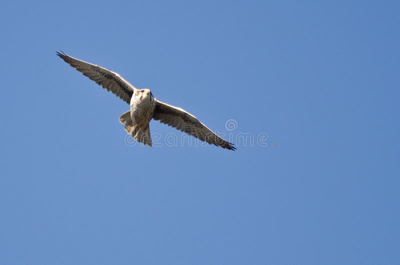 Prairie Falcon Flying in a Blue Sky Stock Image - Image of wing, animal ...