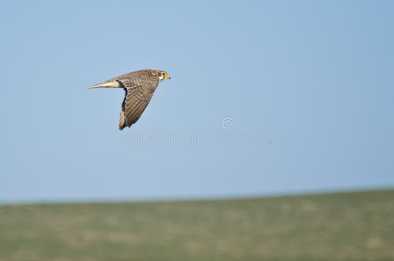 Prairie Falcon Flying Over a Field Stock Photo - Image of bird, soaring ...