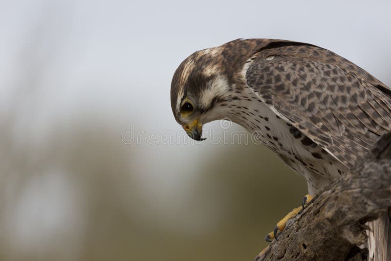 Prairie Falcon Looks Down stock photo. Image of falcon - 29151166