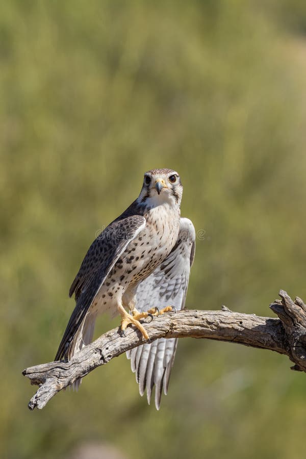 Prairie Falcon stock photo. Image of nature, prairie - 68760708