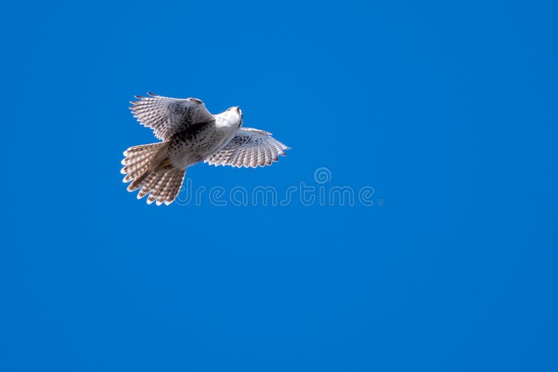 Prairie Falcon Soaring High in a Blue Sky Stock Image - Image of ...