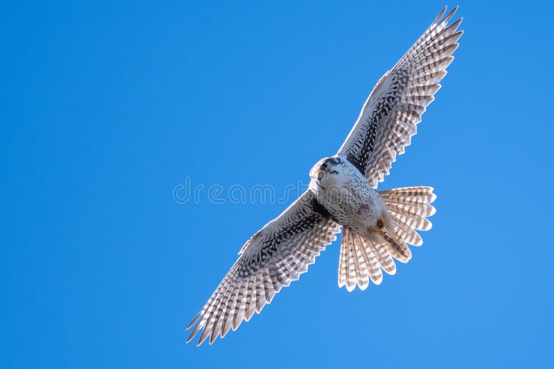 Prairie Falcon Soaring High in a Blue Sky Stock Photo - Image of north ...