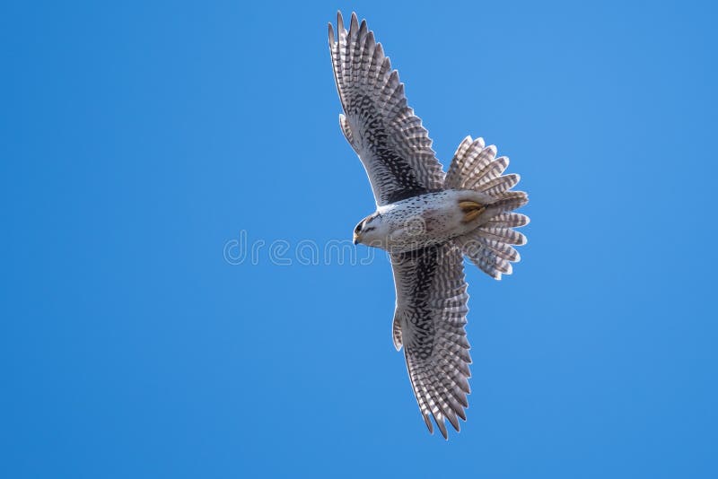 Soaring Falcon stock photo. Image of hunting, hawking - 35547018