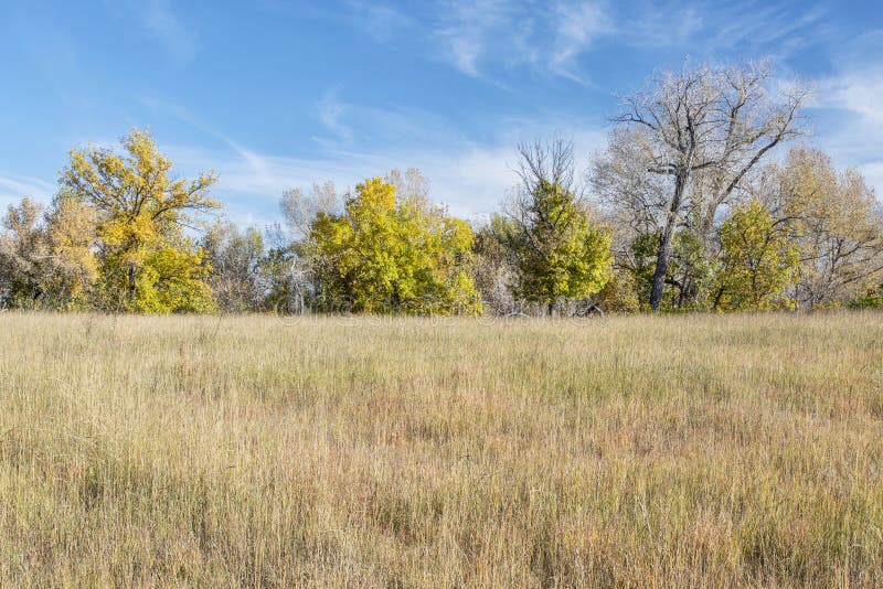 Fall Prairie Grasses Blowing In The Wind Stock Image - Image of breezy ...