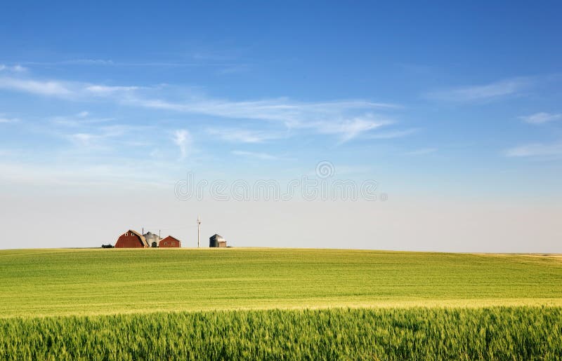 Canola Field on the Prairies Stock Image - Image of farmland, country ...