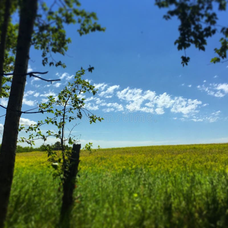 Prairie Field stock image. Image of green, field, beautiful - 67722571