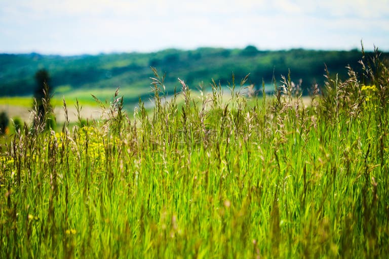 Prairie Field stock image. Image of prairie, nature, grass - 97050939