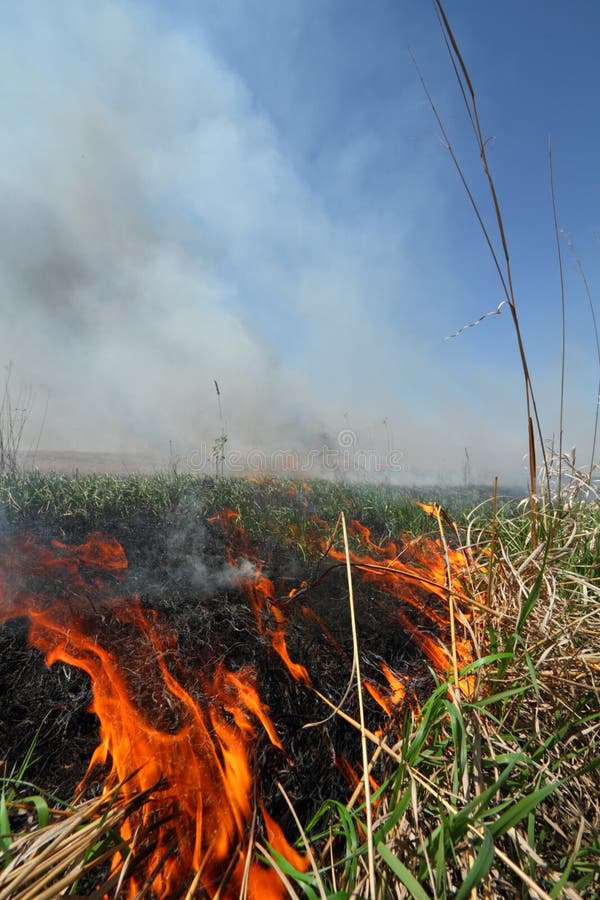 Prairie Fire stock image. Image of burn, field, bush - 20632403