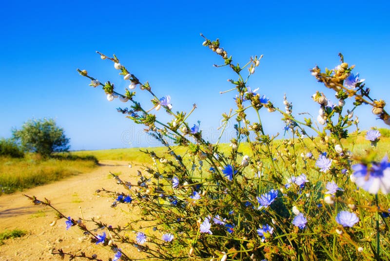 Prairie flowers stock image. Image of great, small, blue - 21849435