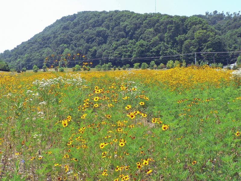 Prairie Flowers in Southern Indiana in Summer Stock Photo - Image of ...