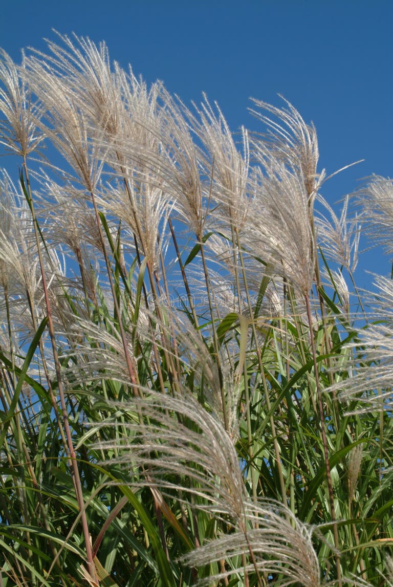 4,405 Fever Grass Stock Photos - Free & Royalty-Free Stock Photos from ...