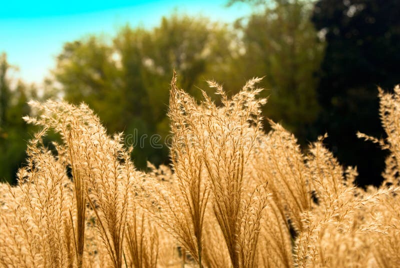 Nature abstract stock image. Image of grass, depth, nature - 3615419