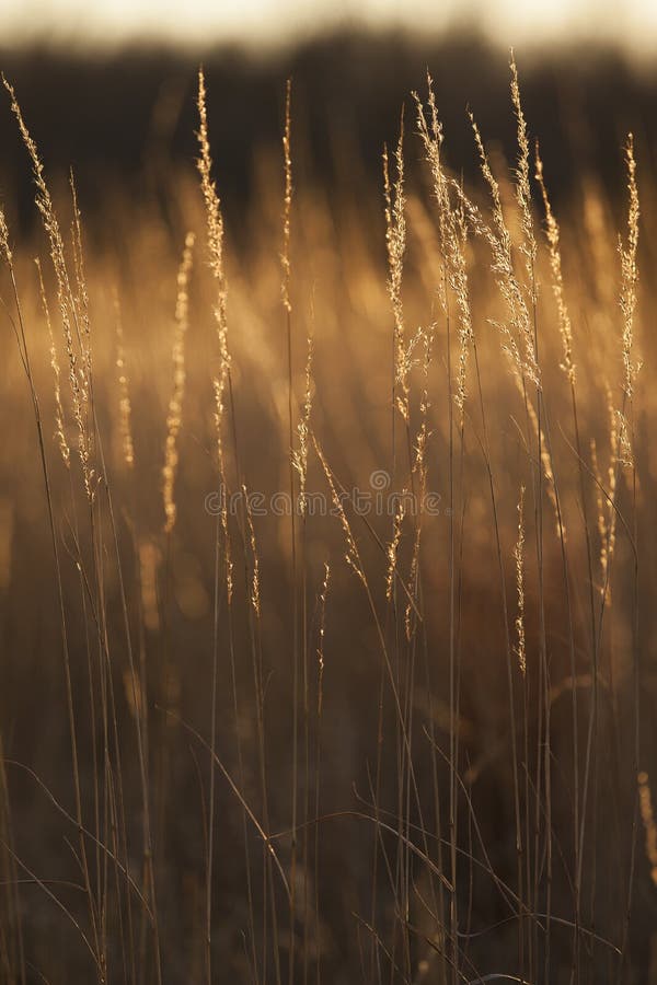 Prairie Grass Abstract stock photo. Image of blur, rural - 60829564