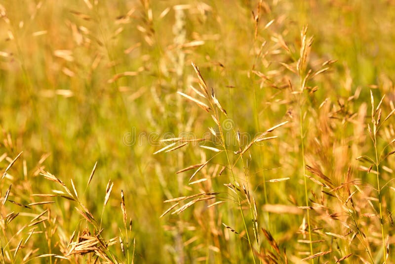 Prairie grass closeup stock photo. Image of scene, outdoors - 43964346