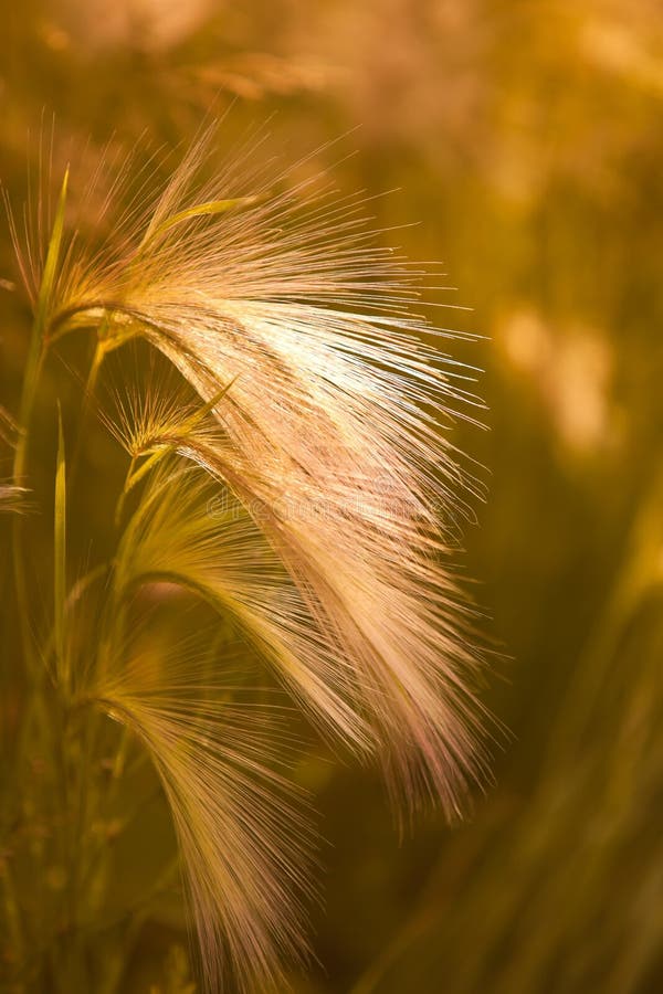 Prairie grass closeup stock photo. Image of field, grain - 43965340