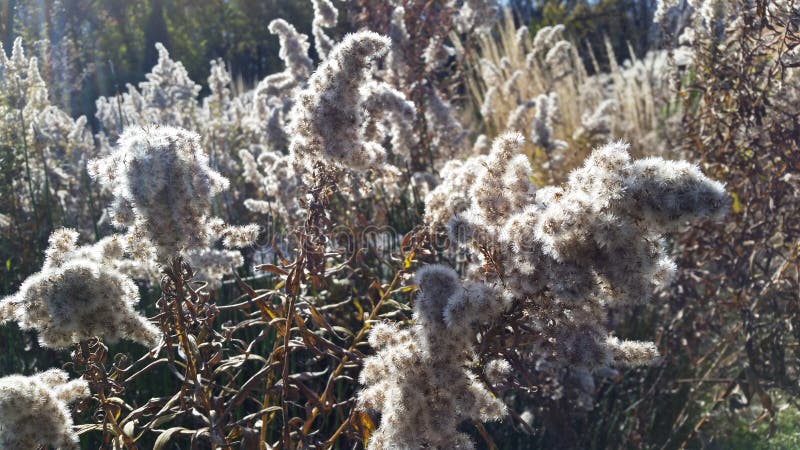 Prairie Grass 2 stock image. Image of glistening, fall - 65996271