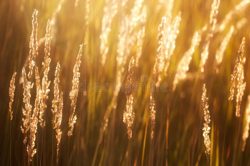 Prairie Grass in the Sunshine Stock Photo - Image of plant, prairie ...