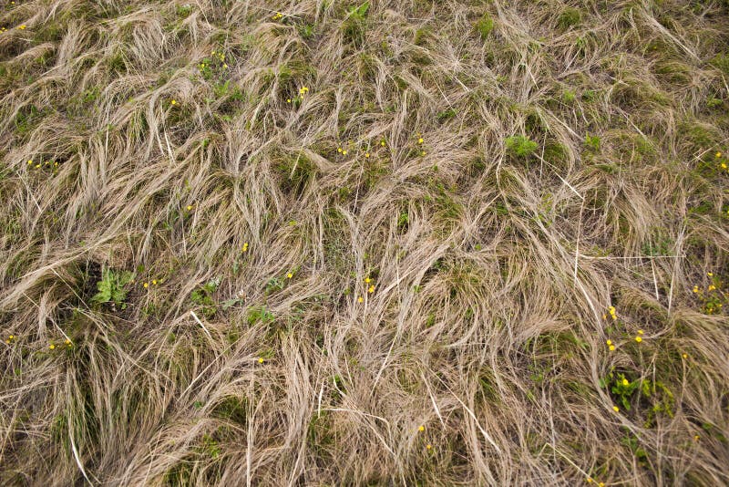 Prairie grass stock photo. Image of summer, yellow, outside - 72496896