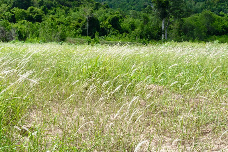 Prairie stock photo. Image of grass, hills, green, prairie - 55384910