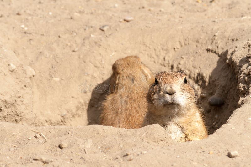 Cynomysludovicianus - Prairiehond Met Zwarte Staart Stock Foto - Image ...