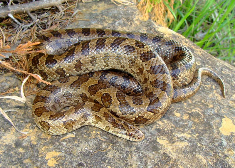 Prairie Kingsnake, Calligaster De Lampropeltis Photo stock - Image du ...