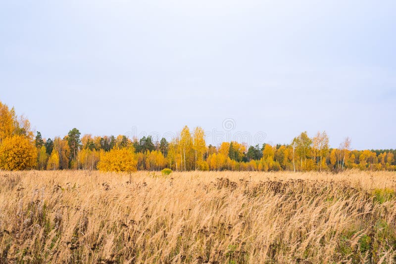 Prairie Landscape with Grasses, Meadows, Trees and a Bright Blue Sky ...