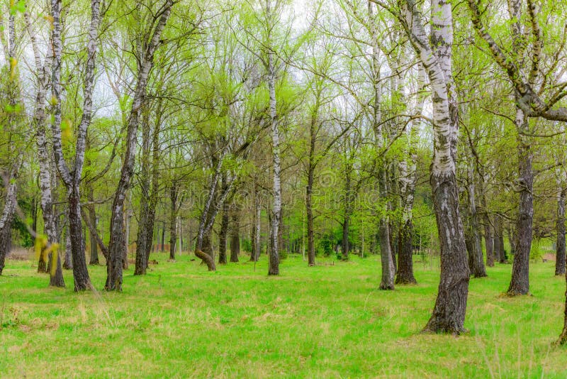 Prairie landscape and sky stock image. Image of lawn - 21508269